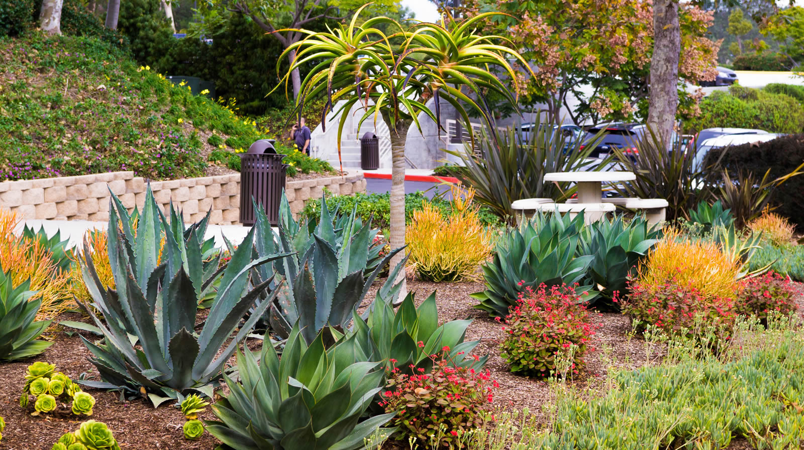Here We Grow Again – Vivo Landscape